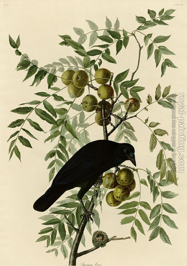 American crow by John James Audubon | Oil Painting Reproduction