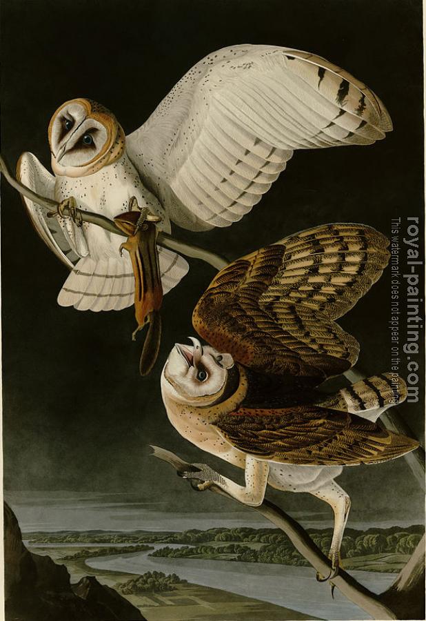 Barn owl by John James Audubon | Oil Painting Reproduction