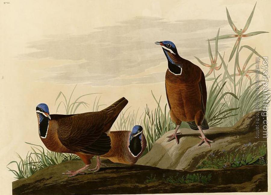 Blue headed pigeon by John James Audubon | Oil Painting Reproduction