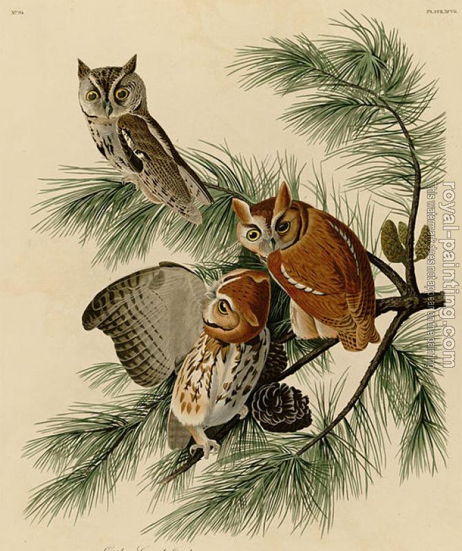 Little screech owl by John James Audubon | Oil Painting Reproduction