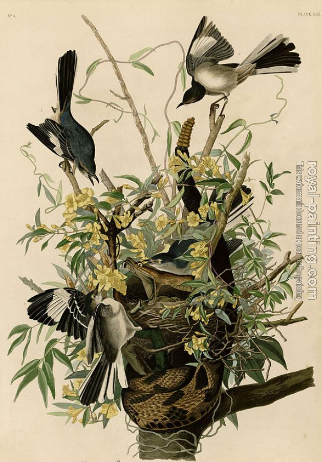 Mocking bird by John James Audubon | Oil Painting Reproduction